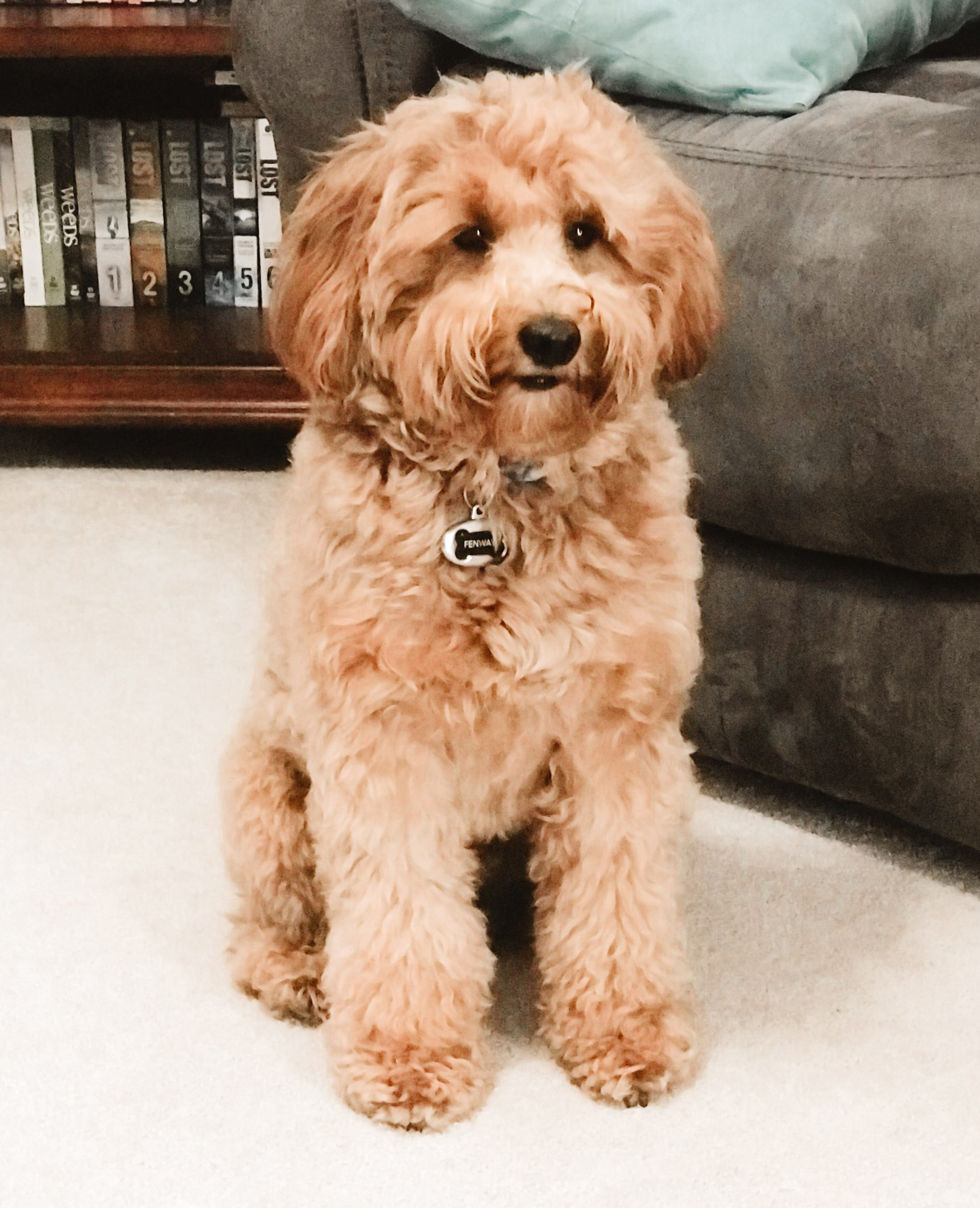 Available & Upcoming Litters – Loving Harder Goldendoodles